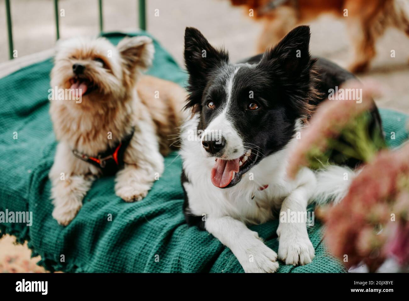 Border Collie Yorkie Mix