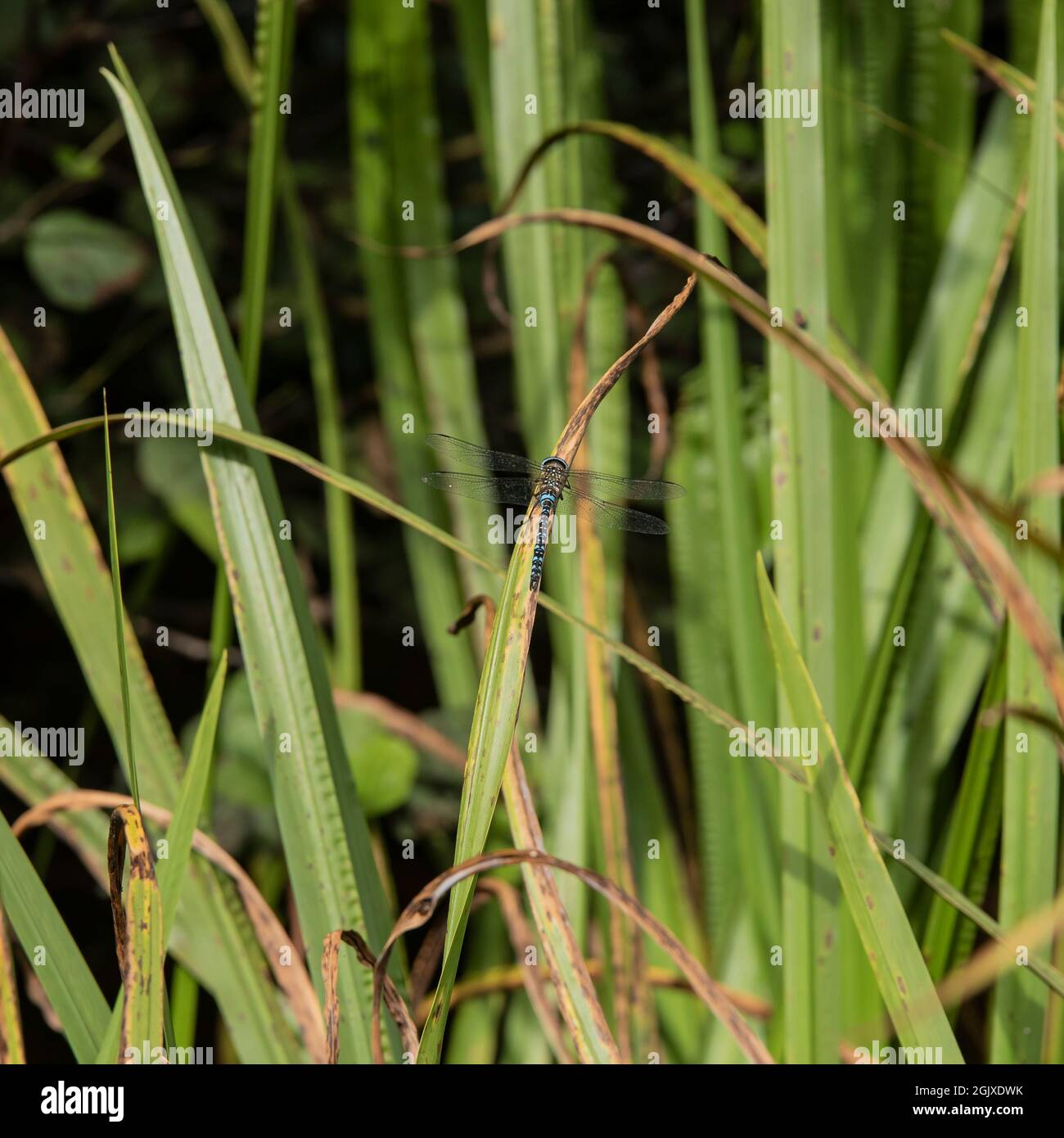 Macro close up image of Common Hawker dragonfly insect on reed grass in ...