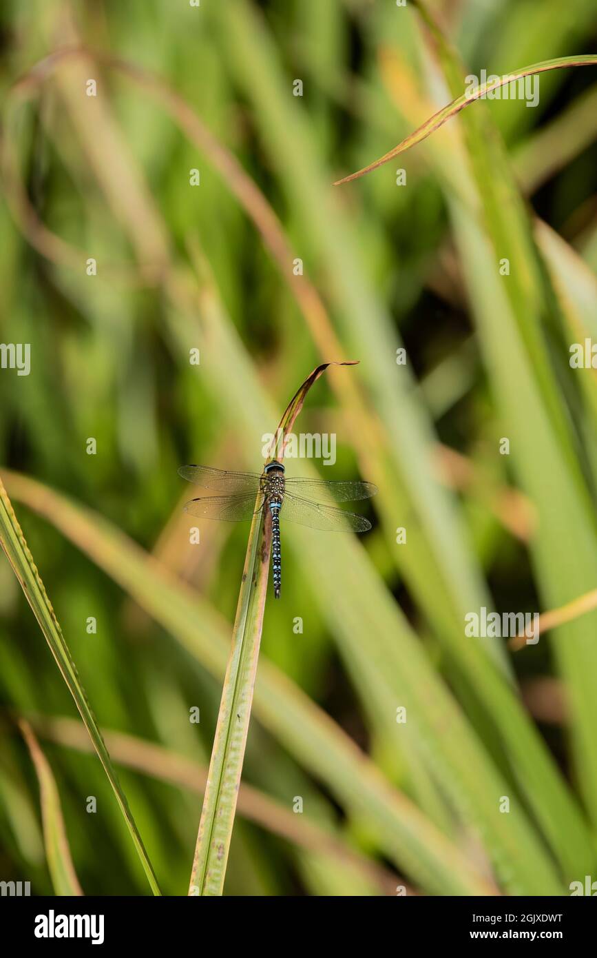 Macro close up image of Common Hawker dragonfly insect on reed grass in ...