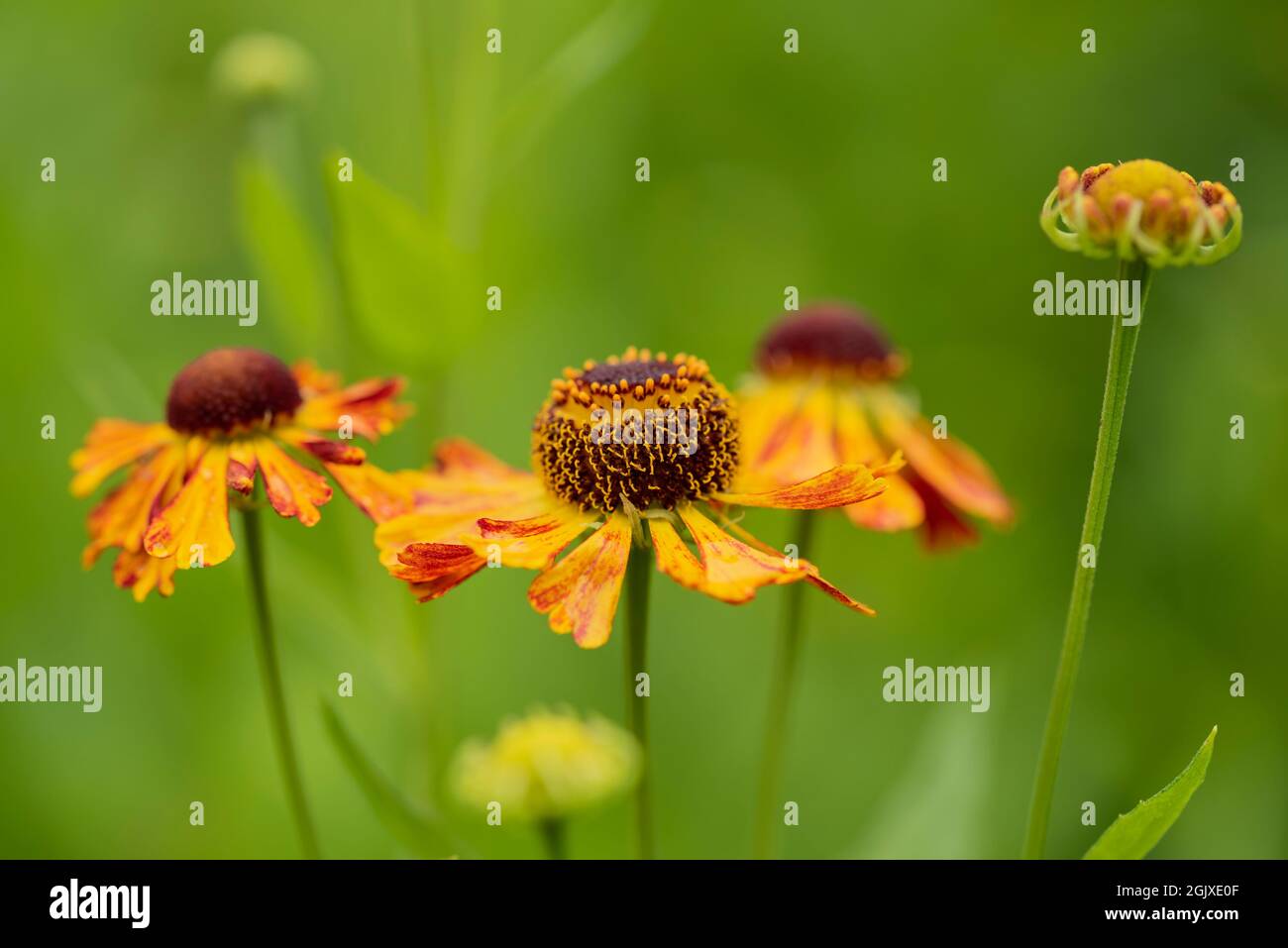 Stunning close up image of Common Sneezeweed Helenium Autumnale flower ...