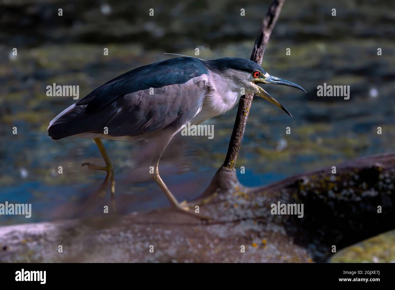 The black-crowned night heron (Nycticorax nycticorax) in the swamp ...