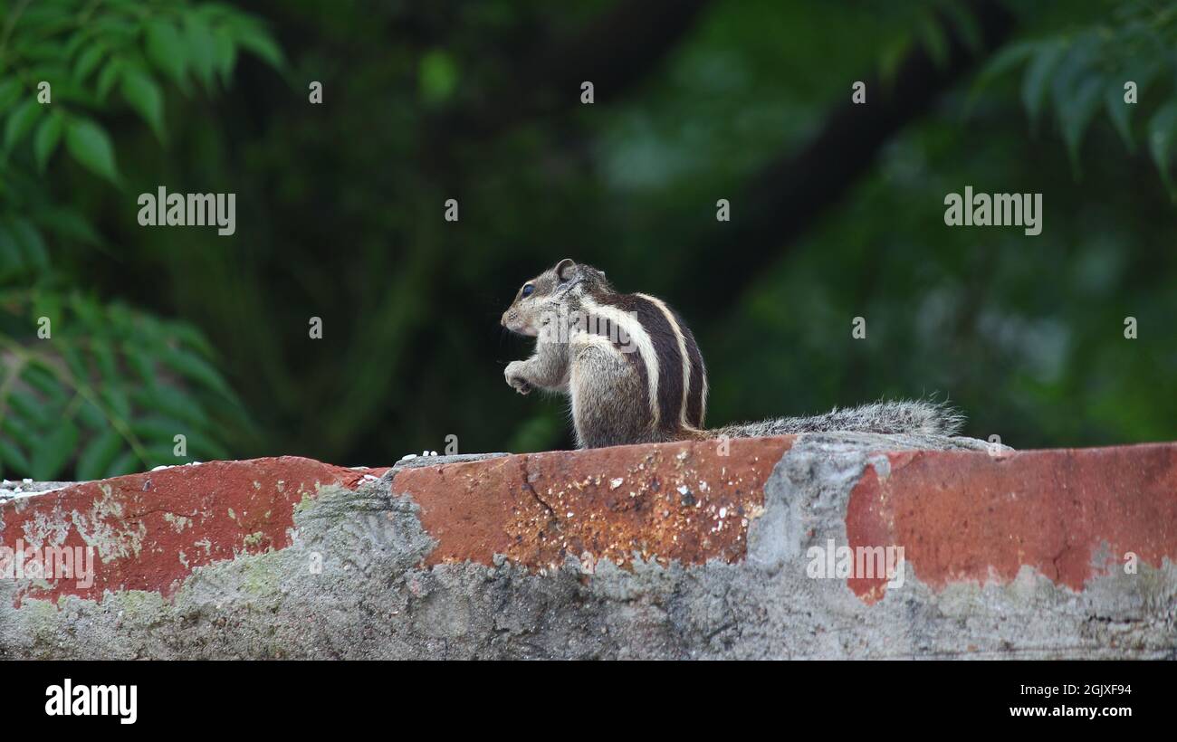 A profile view of the Indian palm squirrel (Funambulus palmarum ...