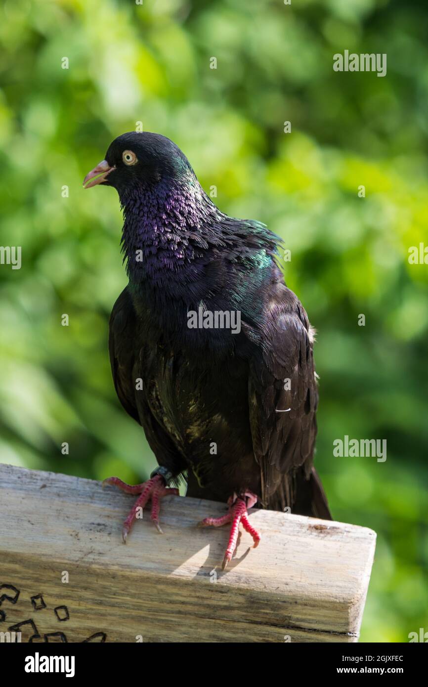 A closeup shot of a black dove bird on a blurred background Stock Photo ...
