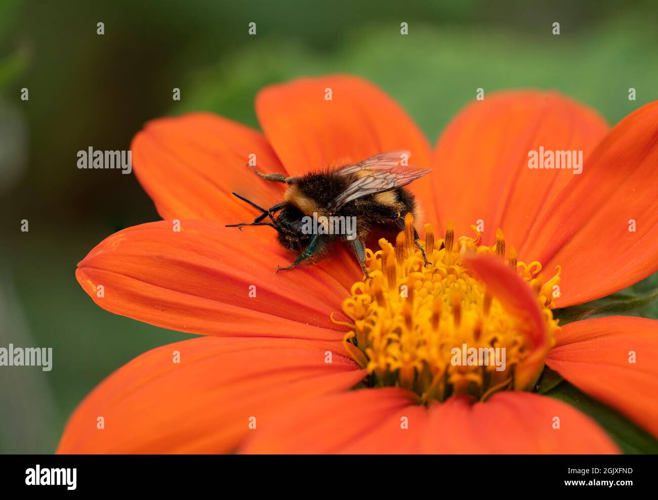 Beautiful close up macro image of Mexican Sunflower tithonia ...