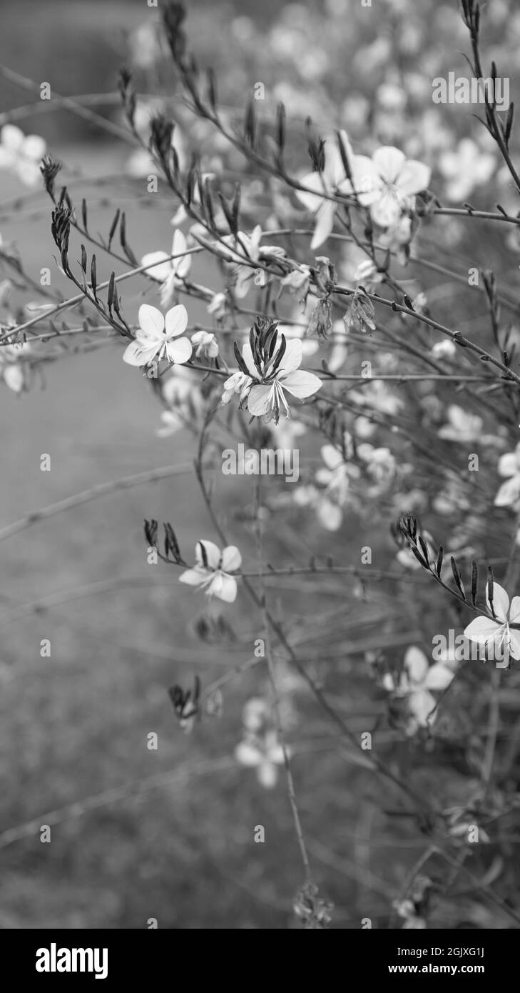 English garden flowers summer Black and White Stock Photos & Images - Alamy