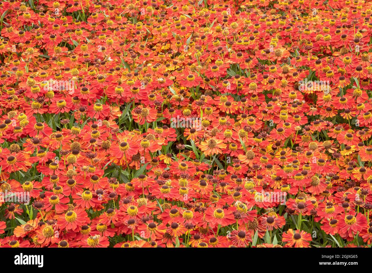 Stunning close up image of Common Sneezeweed Helenium Autumnale flower ...