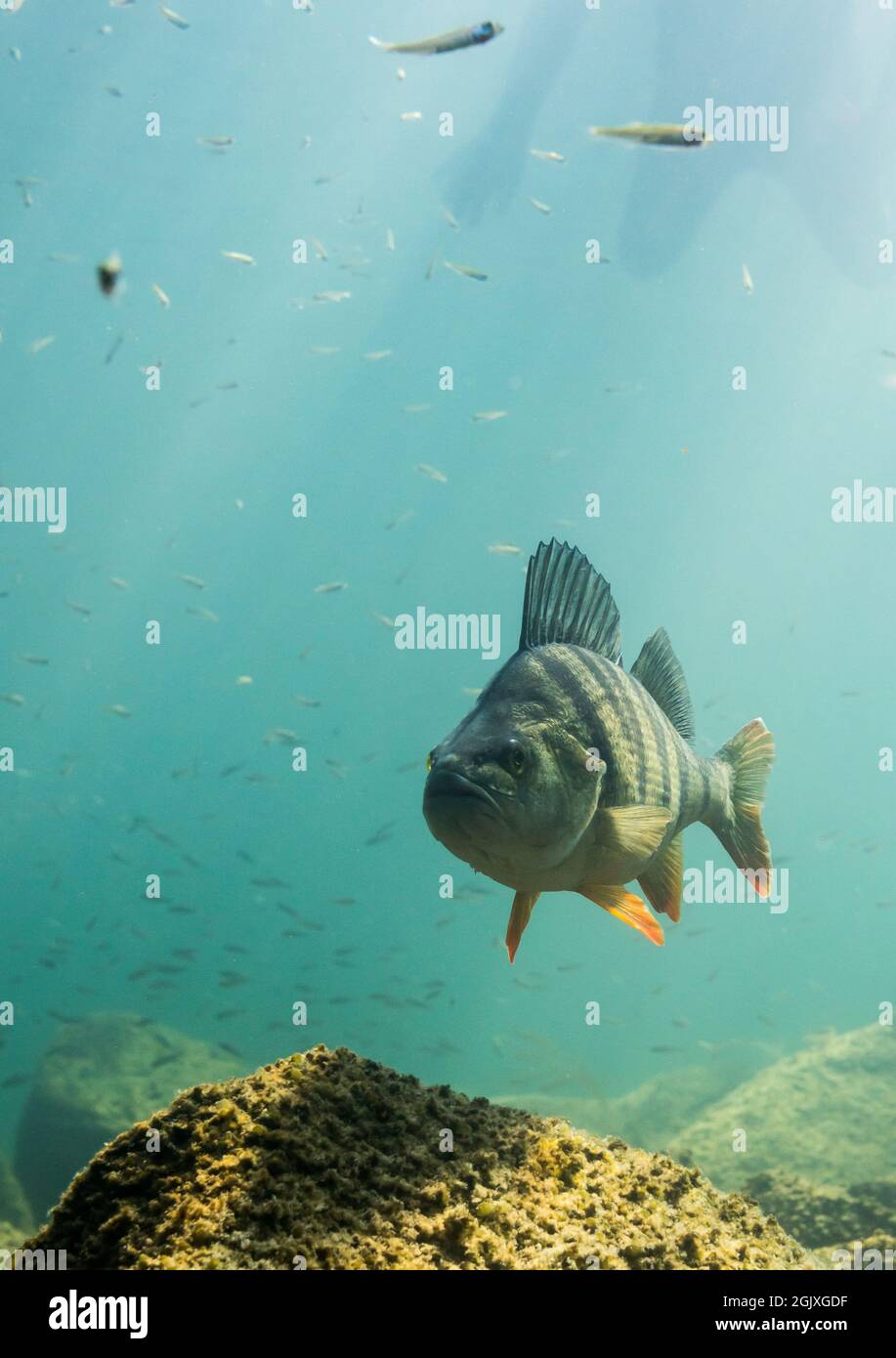Big school of fish hi-res stock photography and images - Alamy