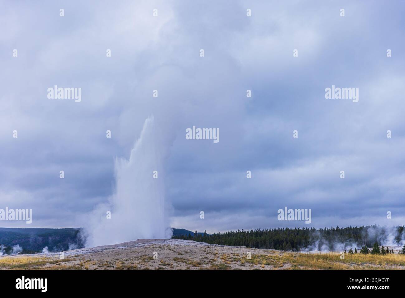 Old faithful yellowstone eruption hi-res stock photography and images ...