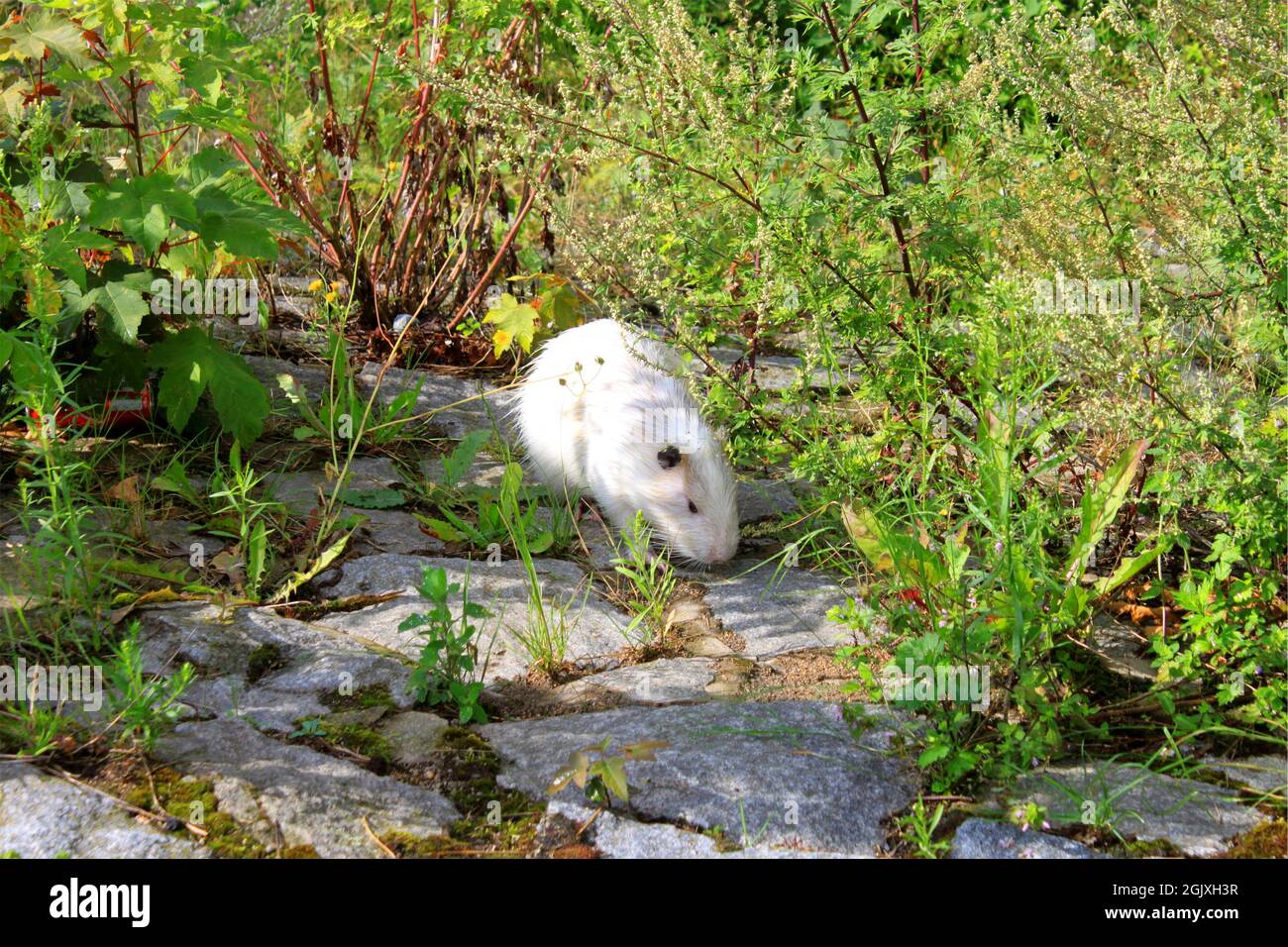Prague nutria hi-res stock photography and images - Alamy