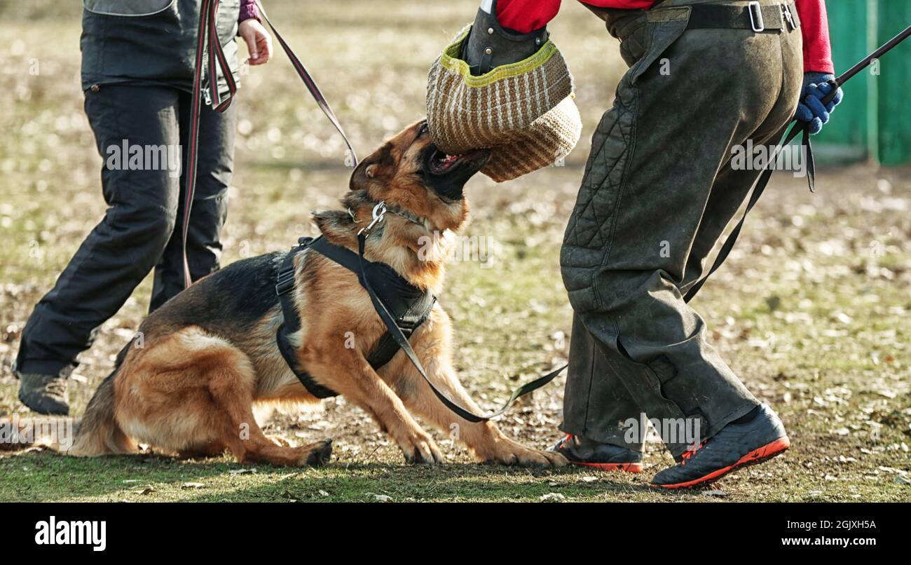 Training of working dog outdoors Stock Photo - Alamy