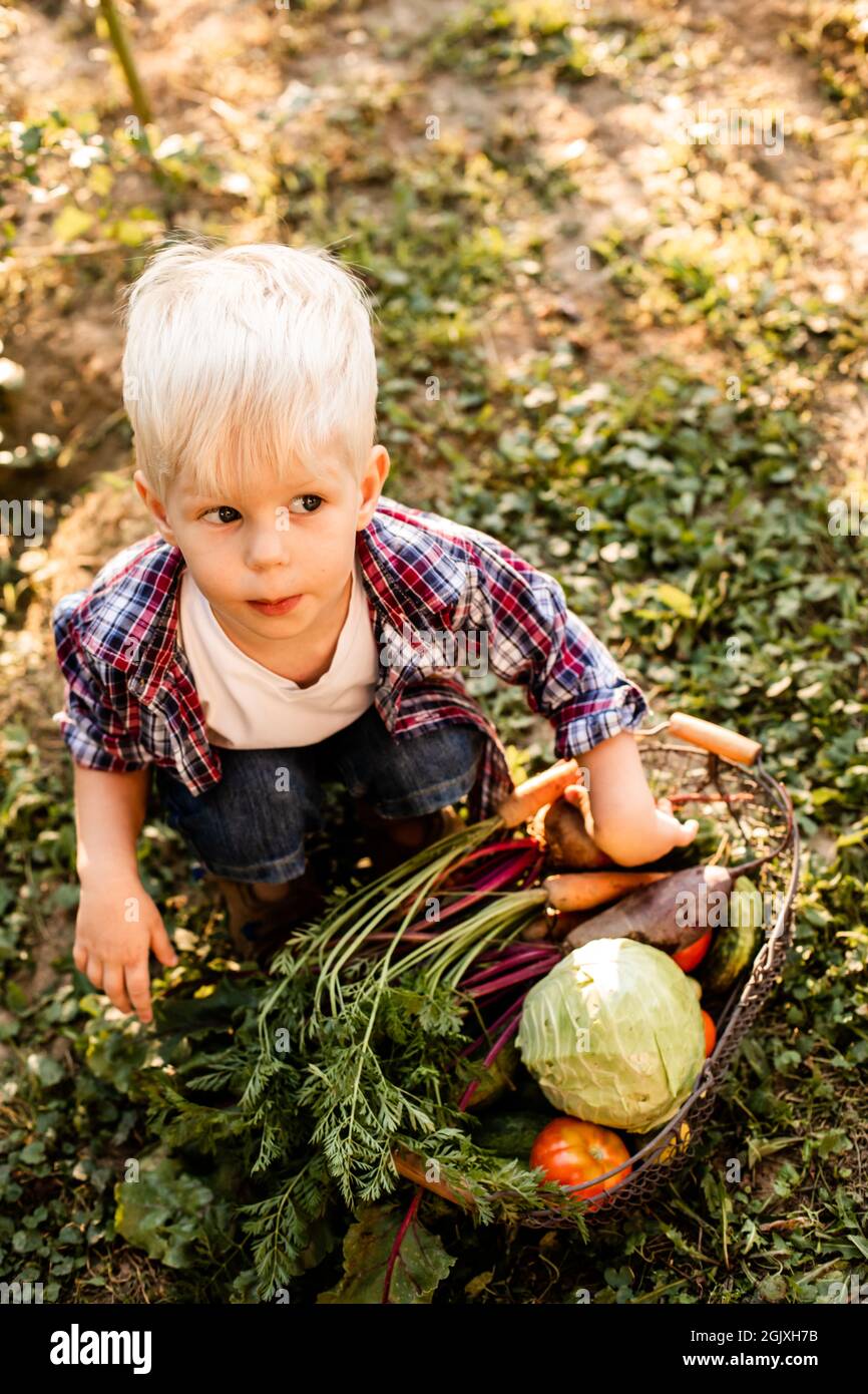 The little blond child collects fresh vegetables in a basket. The kid ...