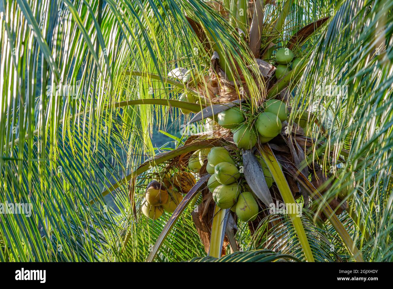 Coconuts growing on a coconut palm tree, Boracay Island, Philippines ...