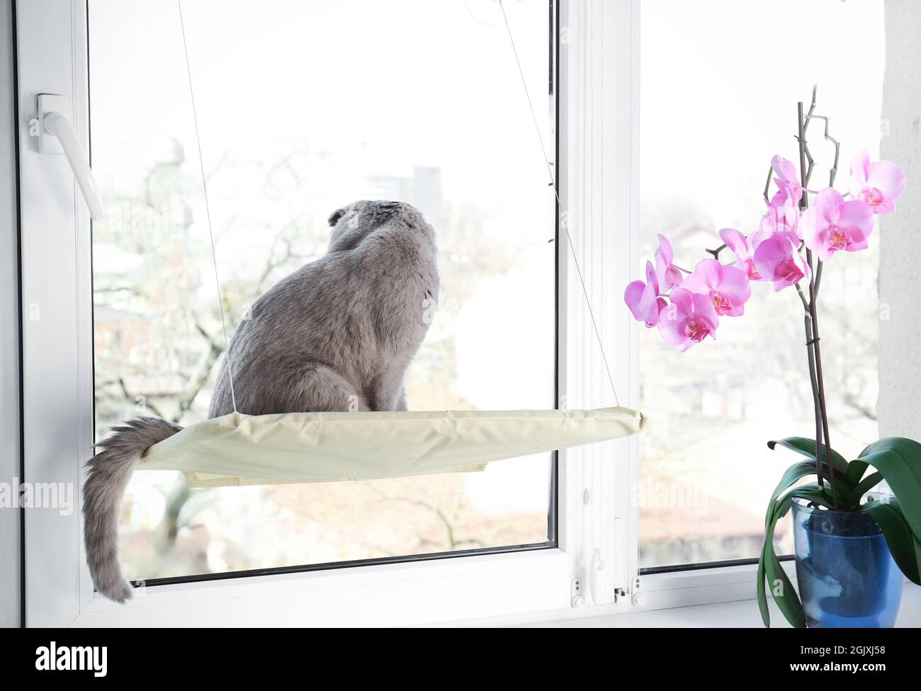 Cute curious pet resting on window mounted cat bed at home Stock Photo ...