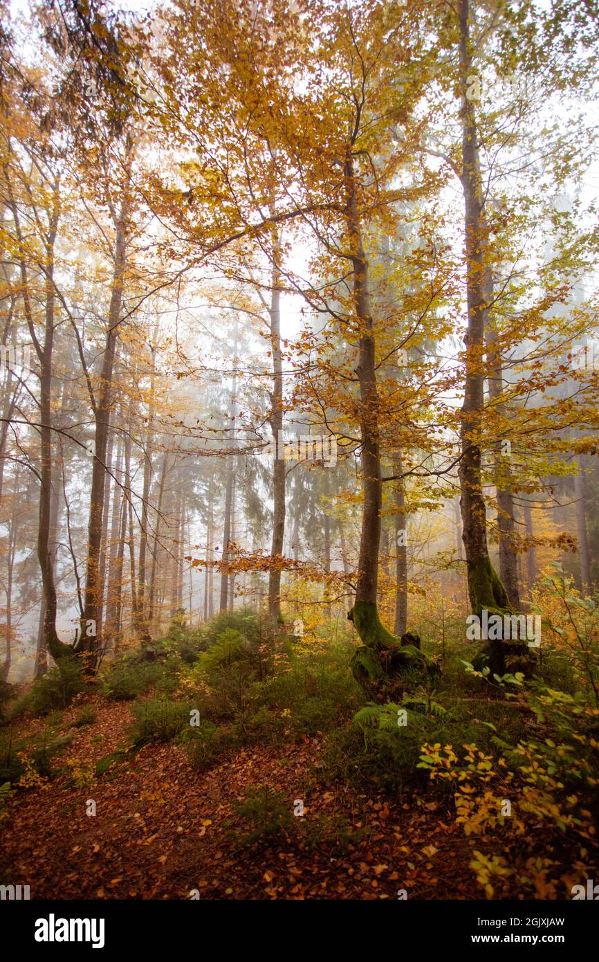 The big old oak tree in the autumn forest Stock Photo - Alamy