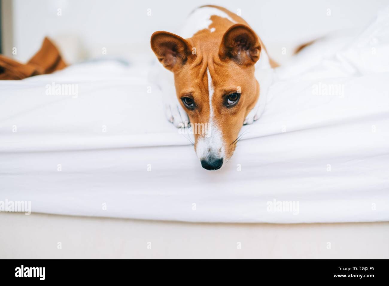 Cute basenji dog lying on a bed at home in bright living room Stock ...