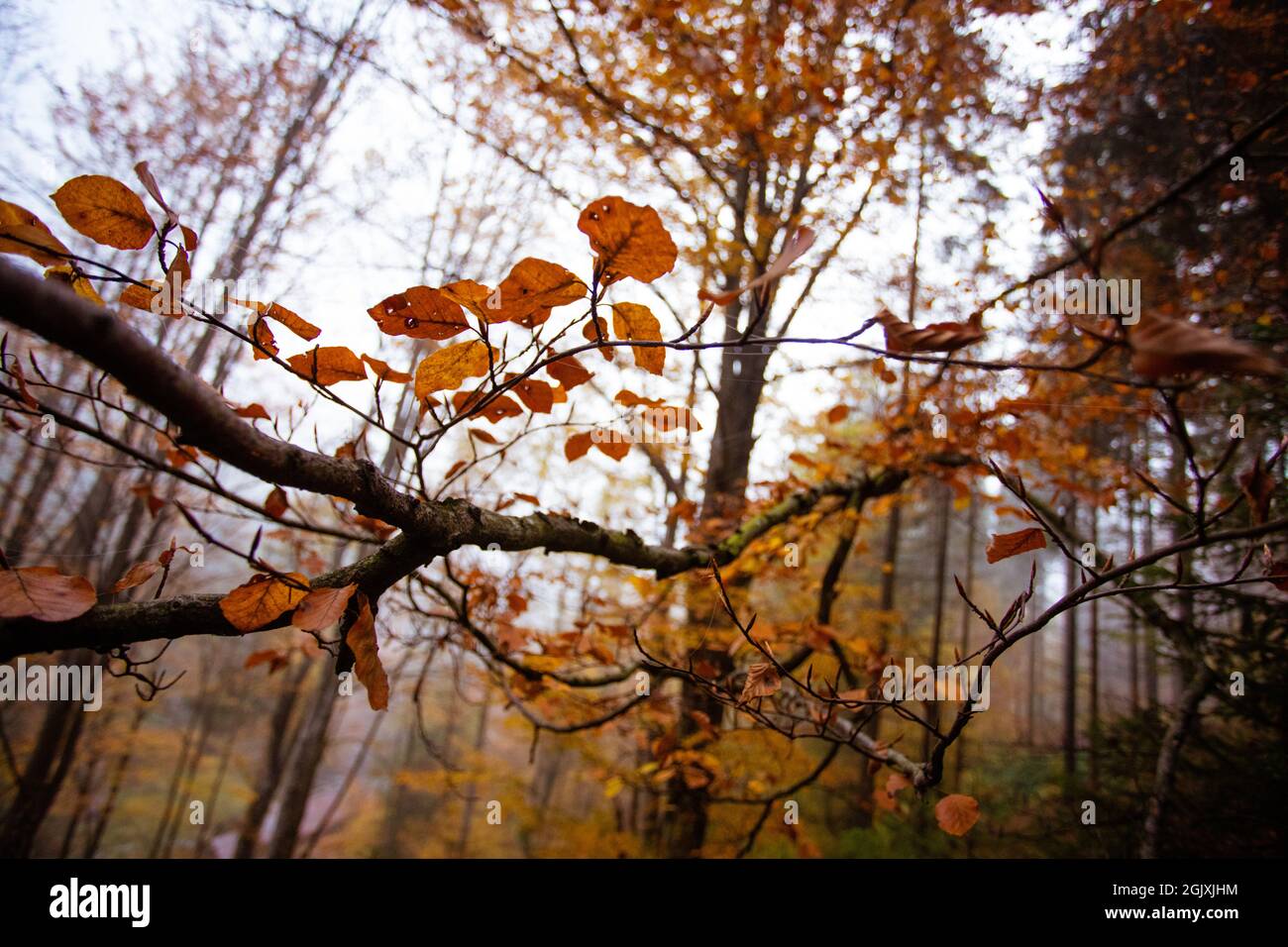 Steep slope in the autumn forest with houses in the valley Stock Photo ...