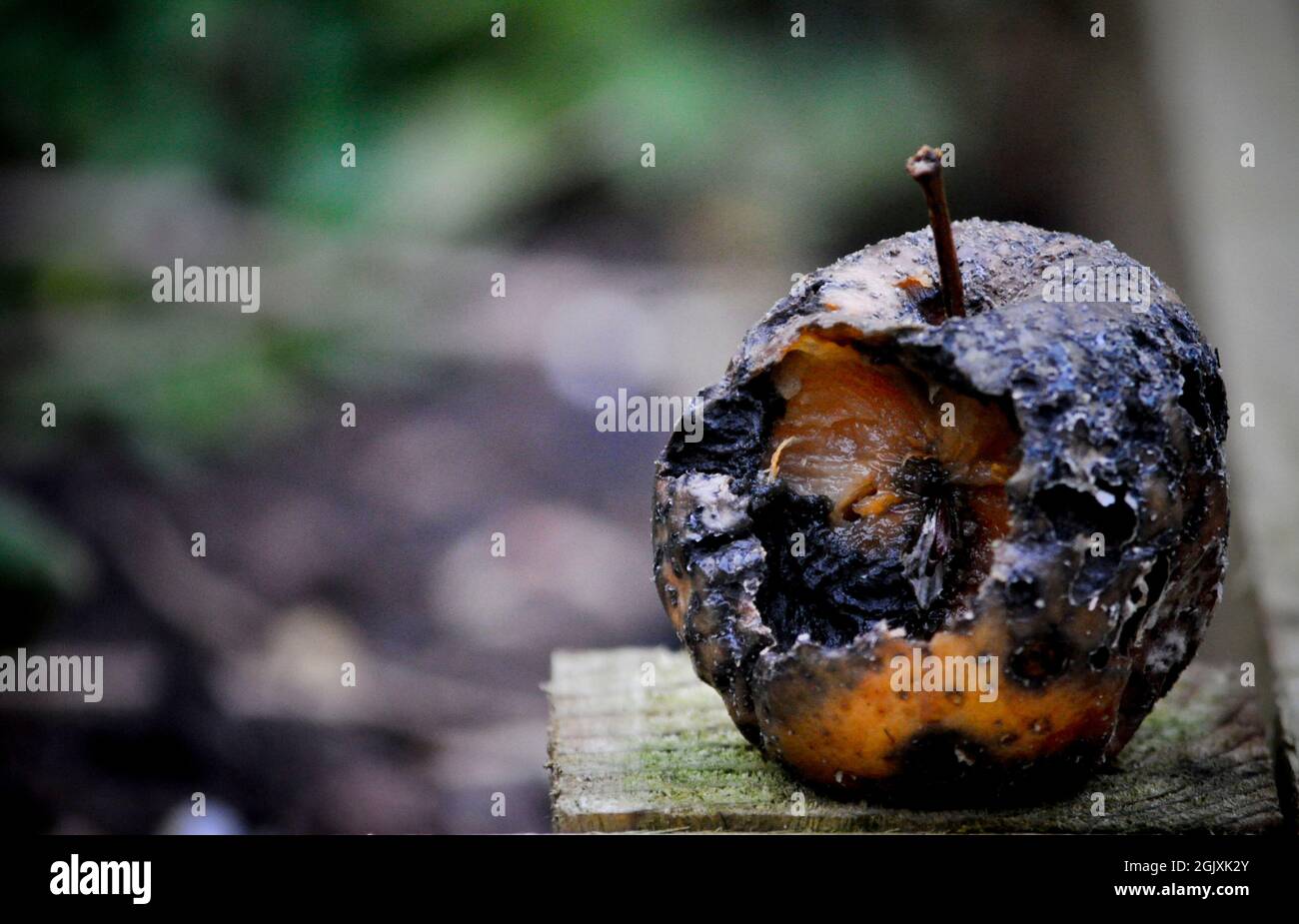 A decaying apple left out in the garden for insects and small mammals ...