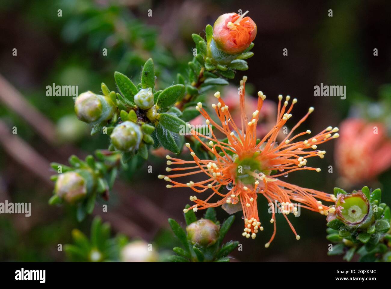 'Eremaea pauciflora' is a plant in the myrtle family, Myrtaceae and is ...