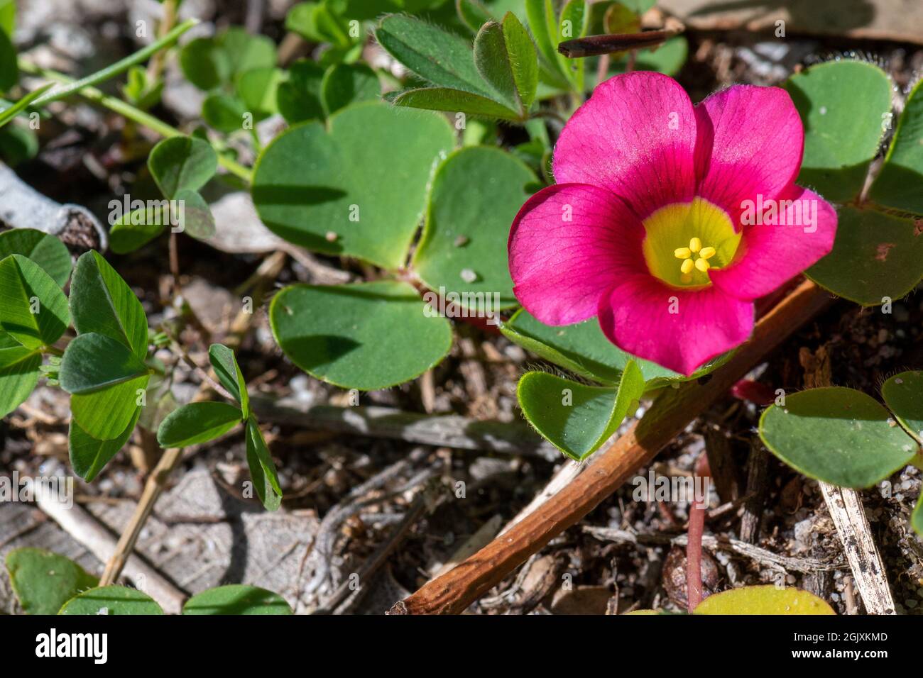 Purple woodsorrel ('Oxalis purpurea') is a native to South Africa and a ...