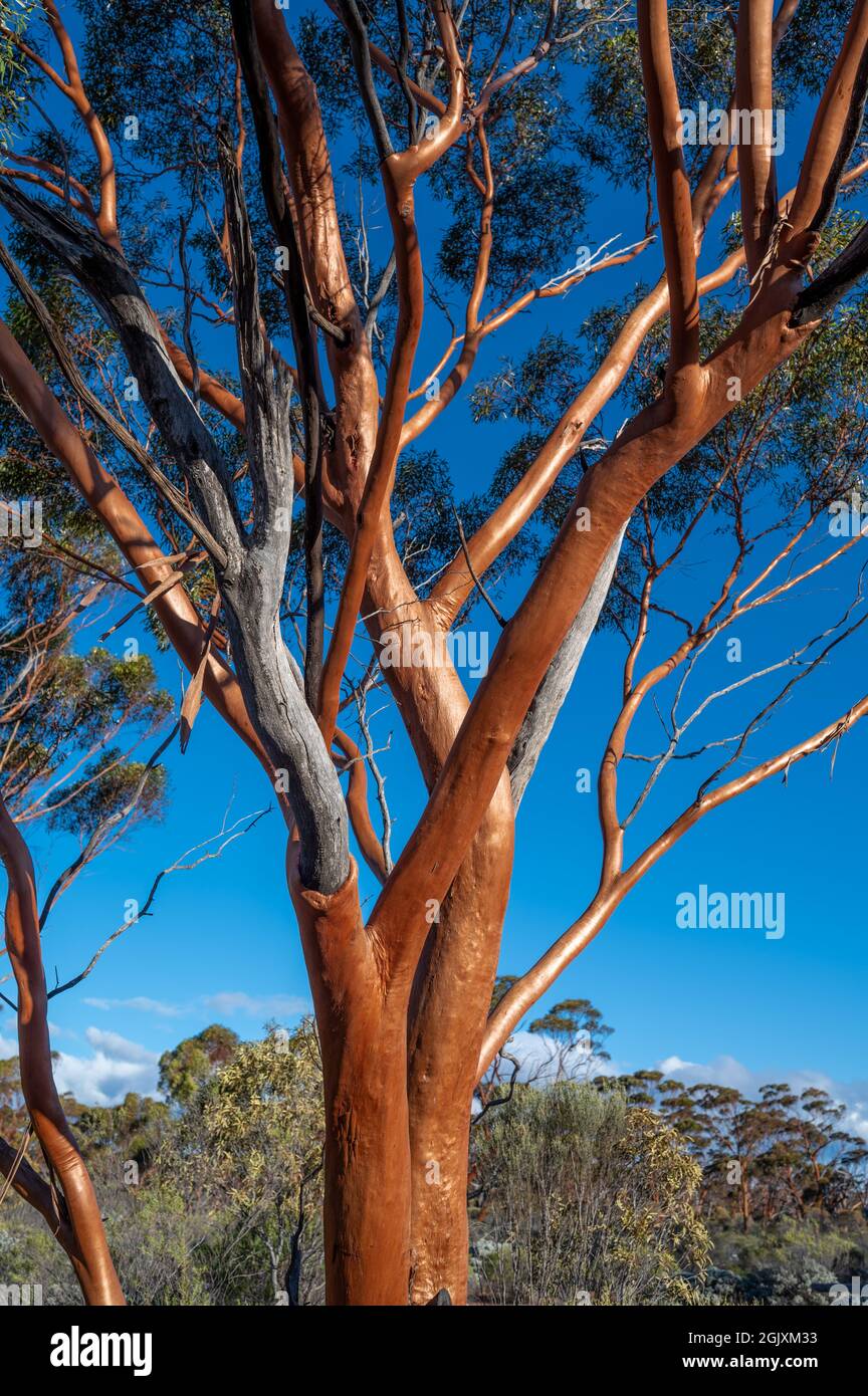 The Great Western Woodlands of Western Australia is the largest intact ...