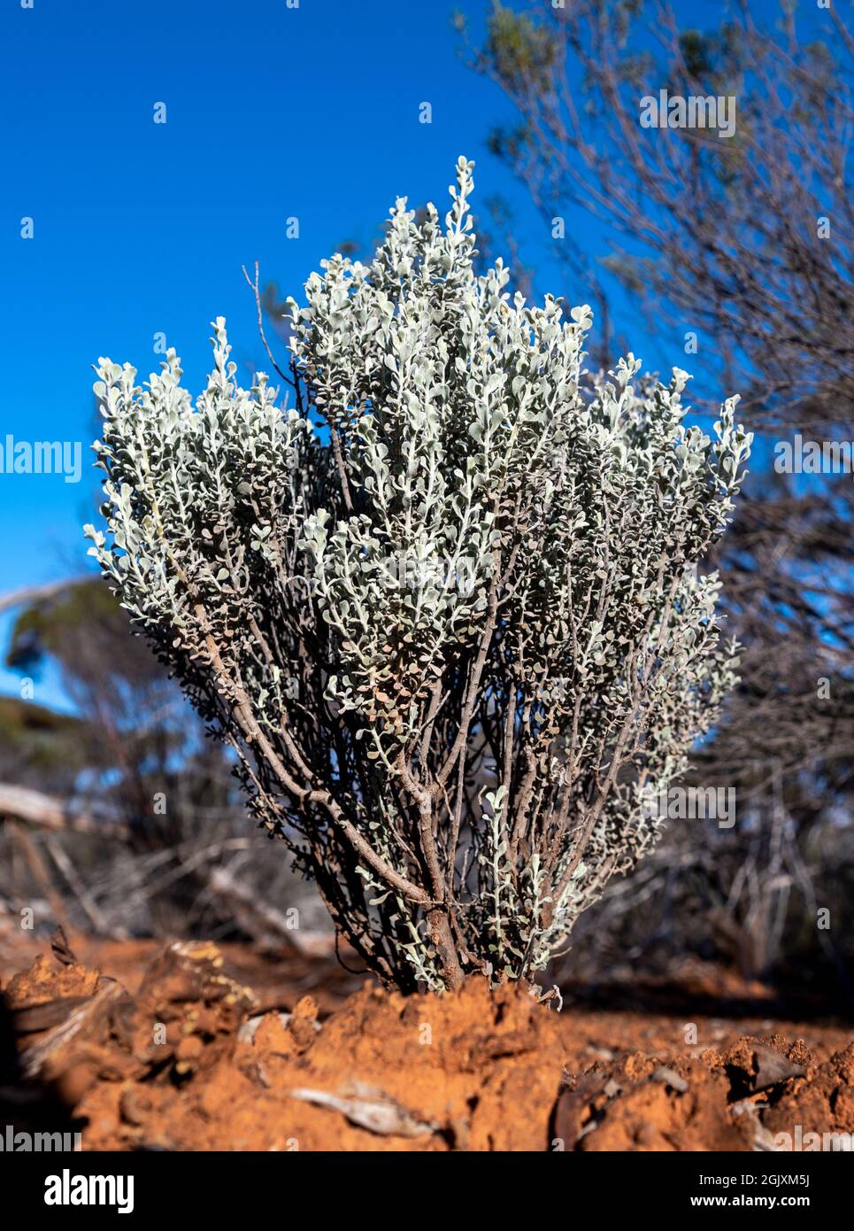 'Atriplex vesicaria' or bladder saltbush in the Great Western Woodlands ...