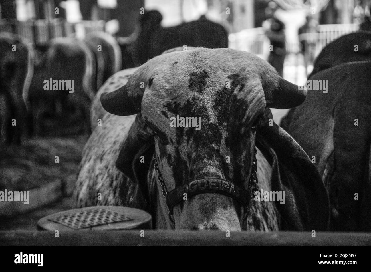 ESTEIO, RS - 11.09.2021: EXPOINTER 2021 - 44th Expointer that takes ...