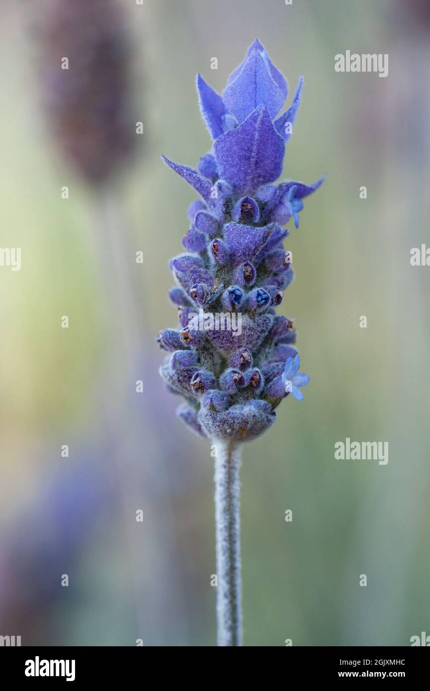 "Lavandula dentata", French lavender, is a member of the ...