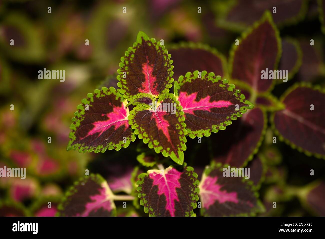 Multi flora hi-res stock photography and images - Alamy