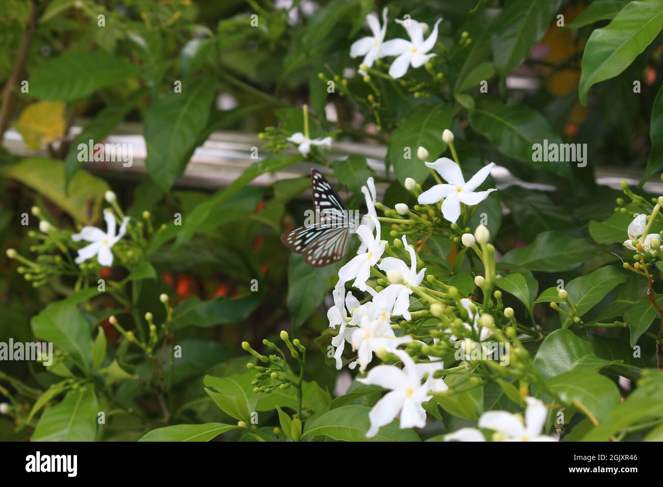 A view of jasmine (Jasminum officinale) and a glassy tiger butterfly ...