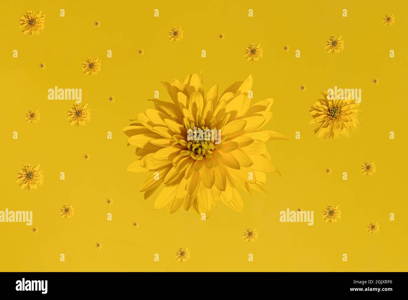 Yellow flowers fall like rain. Isolated on a yellow background Stock ...