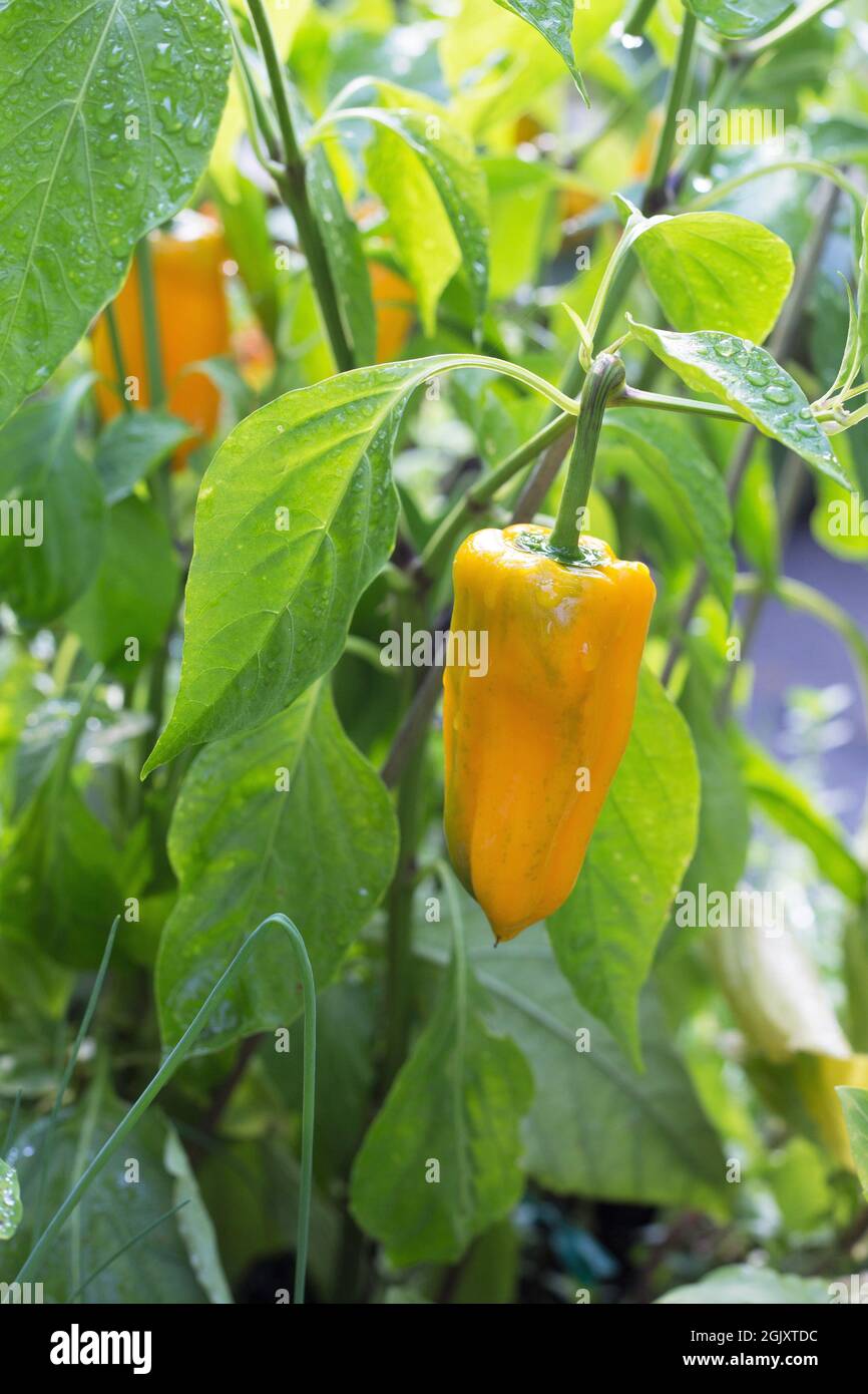 Capsicum annuum 'Just Sweet' peppers on the vine Stock Photo - Alamy