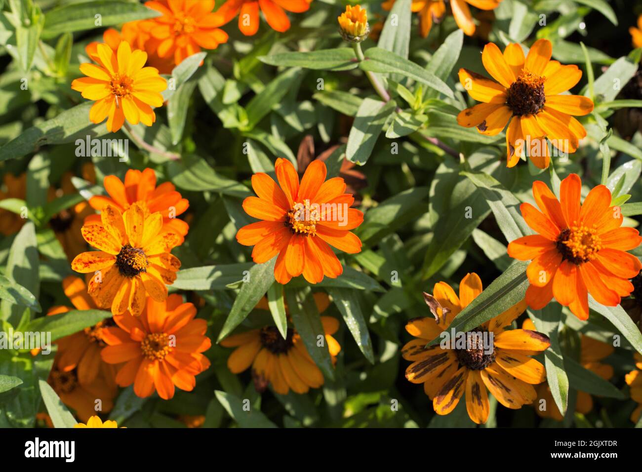 Profusion of flower hi-res stock photography and images - Alamy