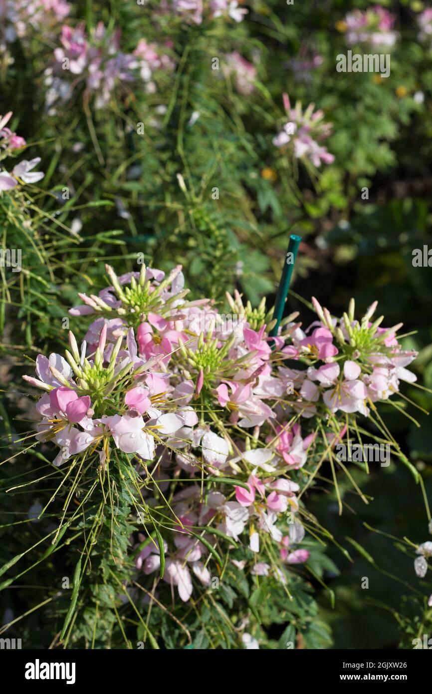 Cleome hassleriana 'sparkler blush' spider flower Stock Photo - Alamy