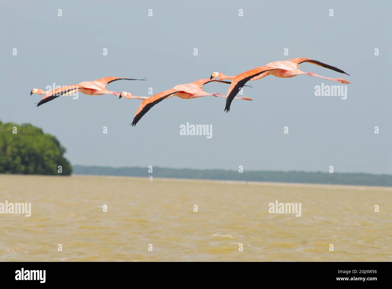 Three flamingos in flight over Celestun Lagoon in Mexico Stock Photo ...