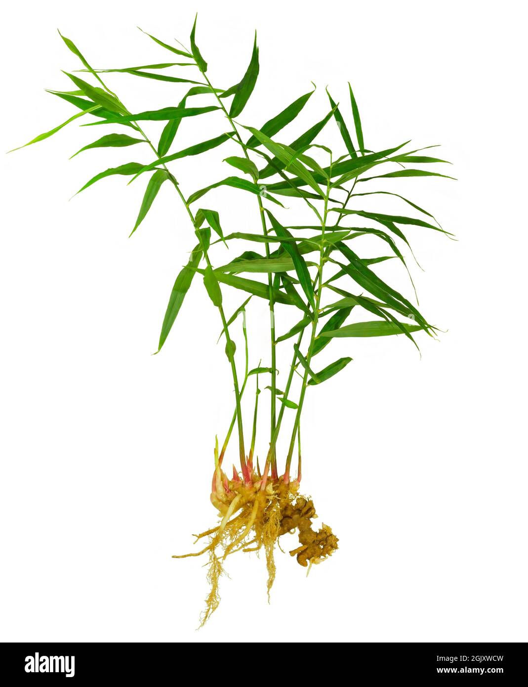 whole Ginger Plant with Rhizome. six or seven Months old herbal spicy ...