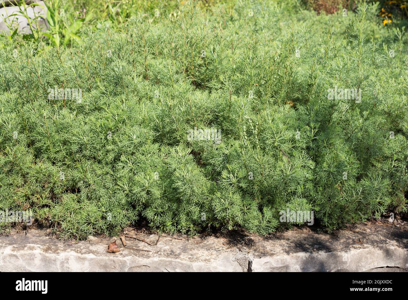 Artemisia abrotanum - southernwood Stock Photo - Alamy