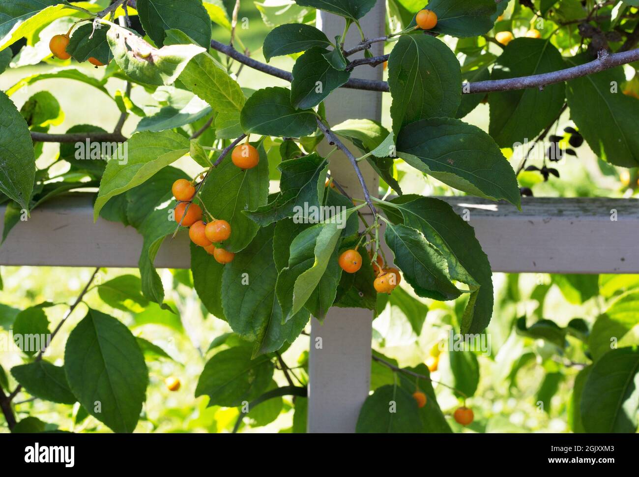 Celastrus scandens 'Autumn Revolution' - American bittersweet Stock ...