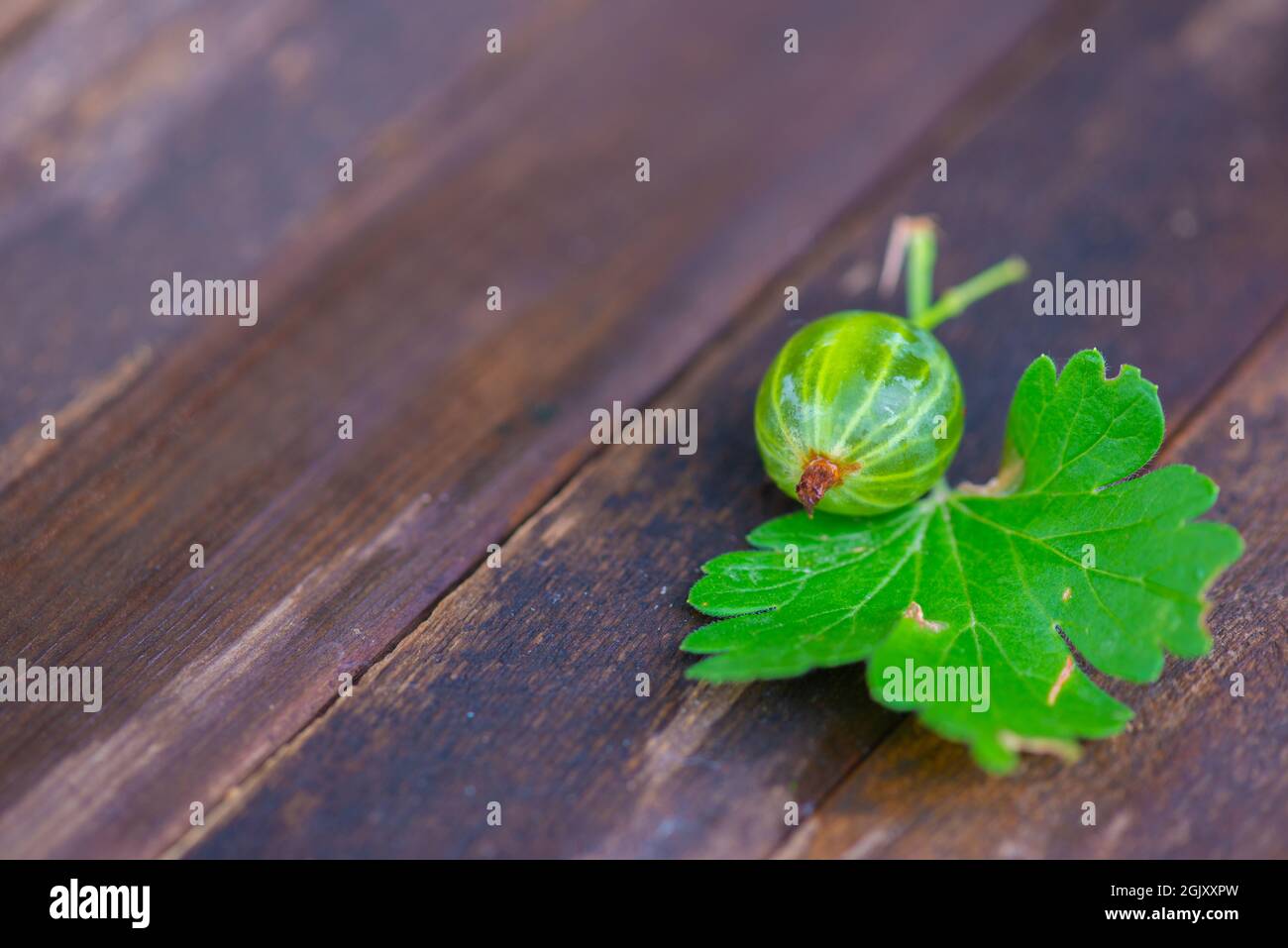 One gooseberry hi-res stock photography and images - Alamy