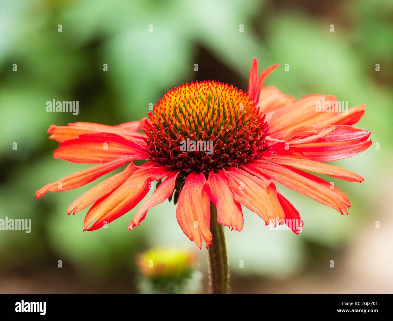Close up of the central boss of the bright red-orange hardy perennial ...