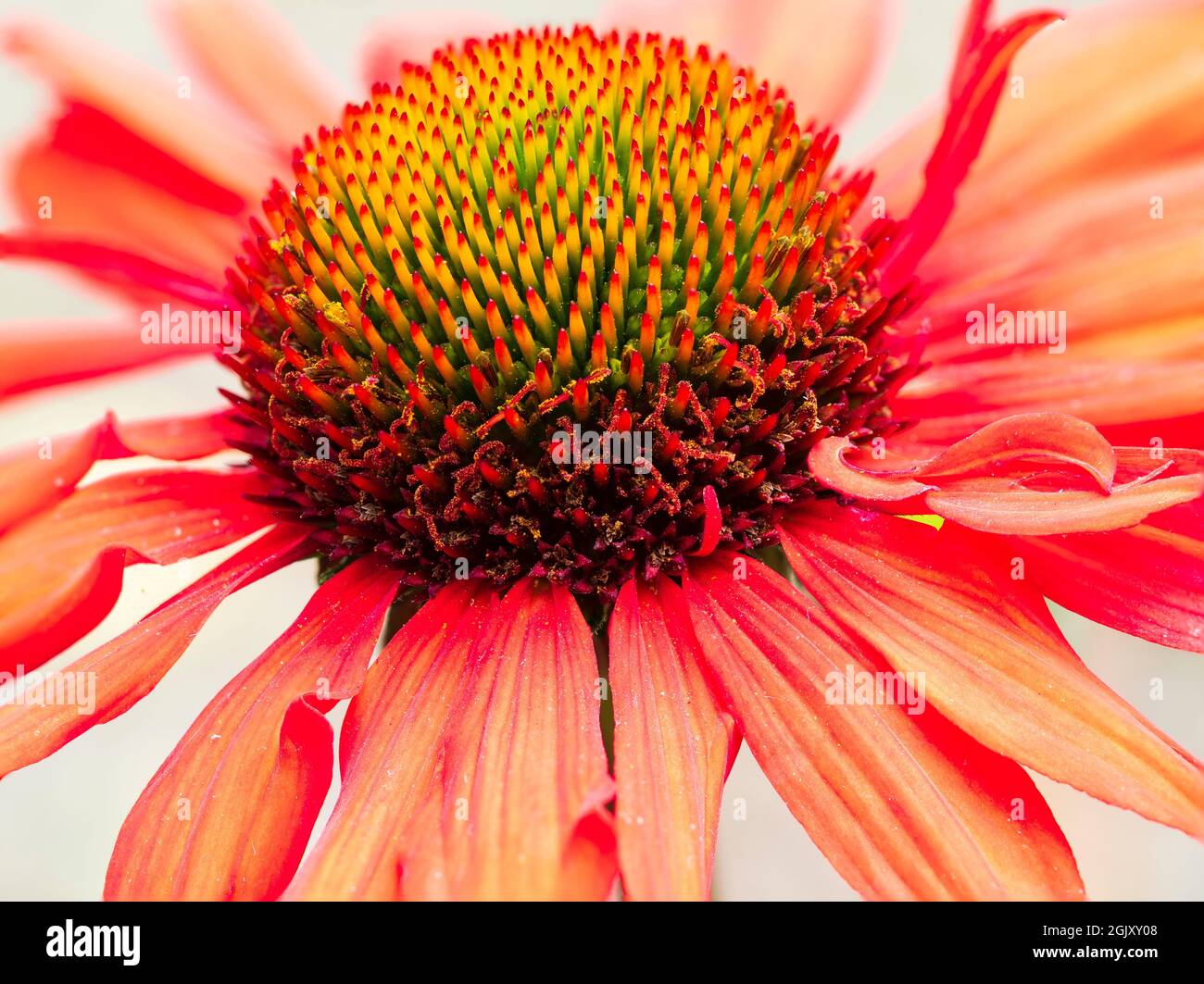 Echinacea kismet intense orange hi-res stock photography and images - Alamy
