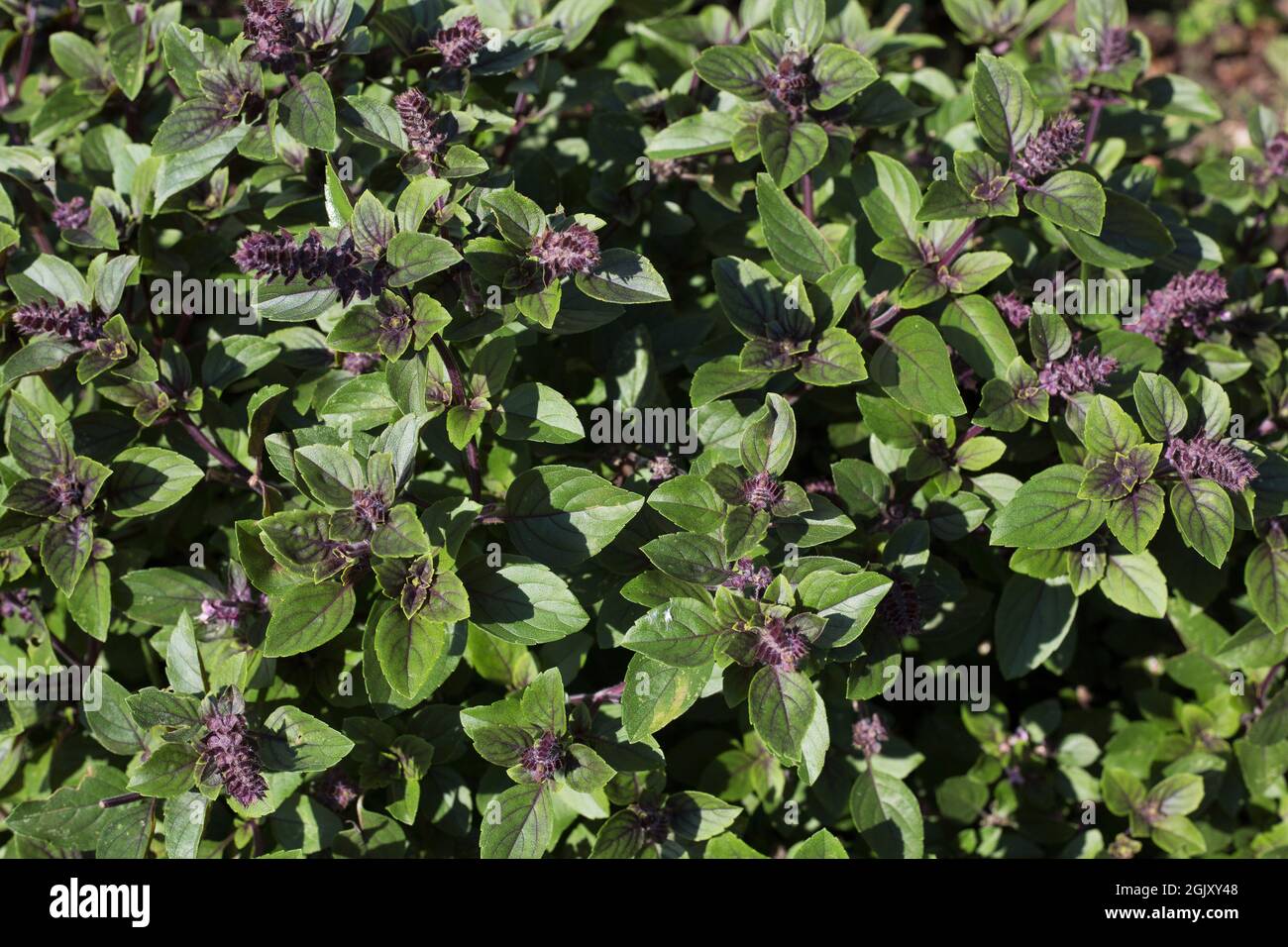 Ocimum basilicum 'African Blue' basil Stock Photo - Alamy