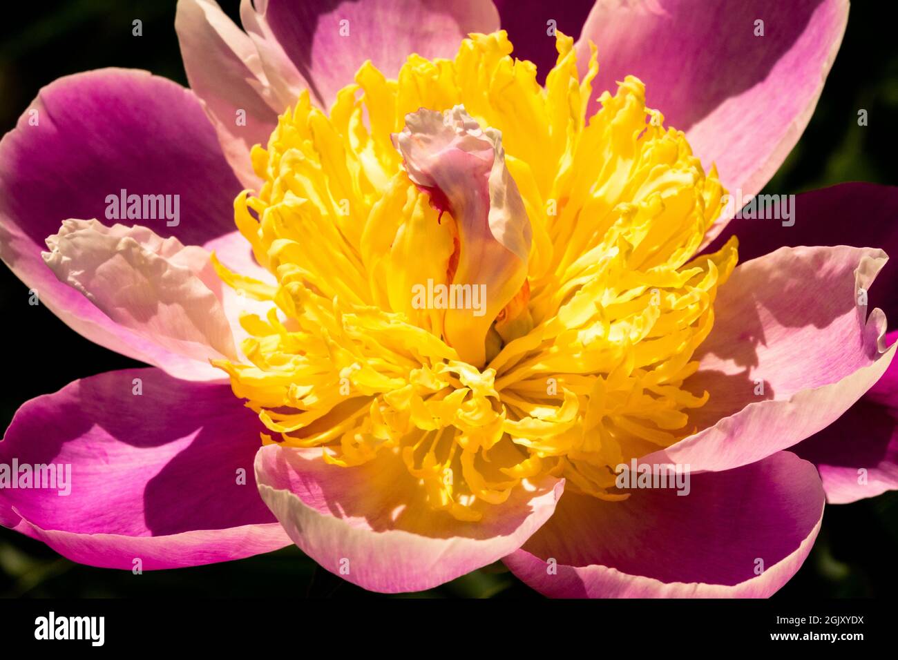 Peony kabata hi-res stock photography and images - Alamy