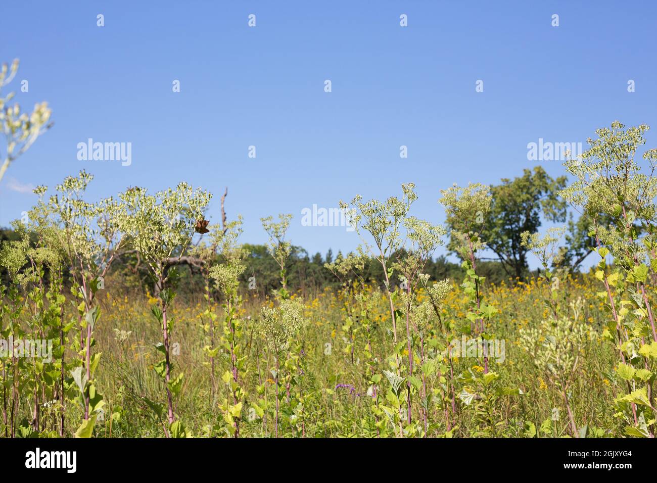 Prairie grasses and wildflowers growing in September in Minnesota Stock ...