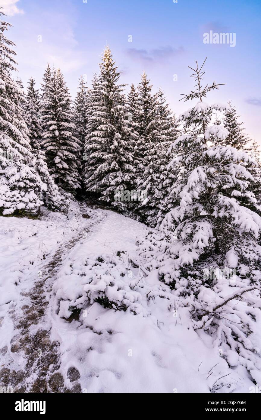 Tall dense old spruce trees grow on a snowy slope Stock Photo - Alamy