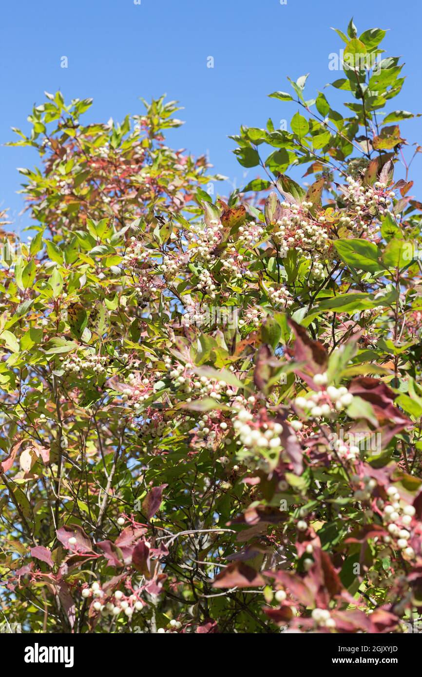 Cornus racemosa - gray dogwood shrub Stock Photo - Alamy
