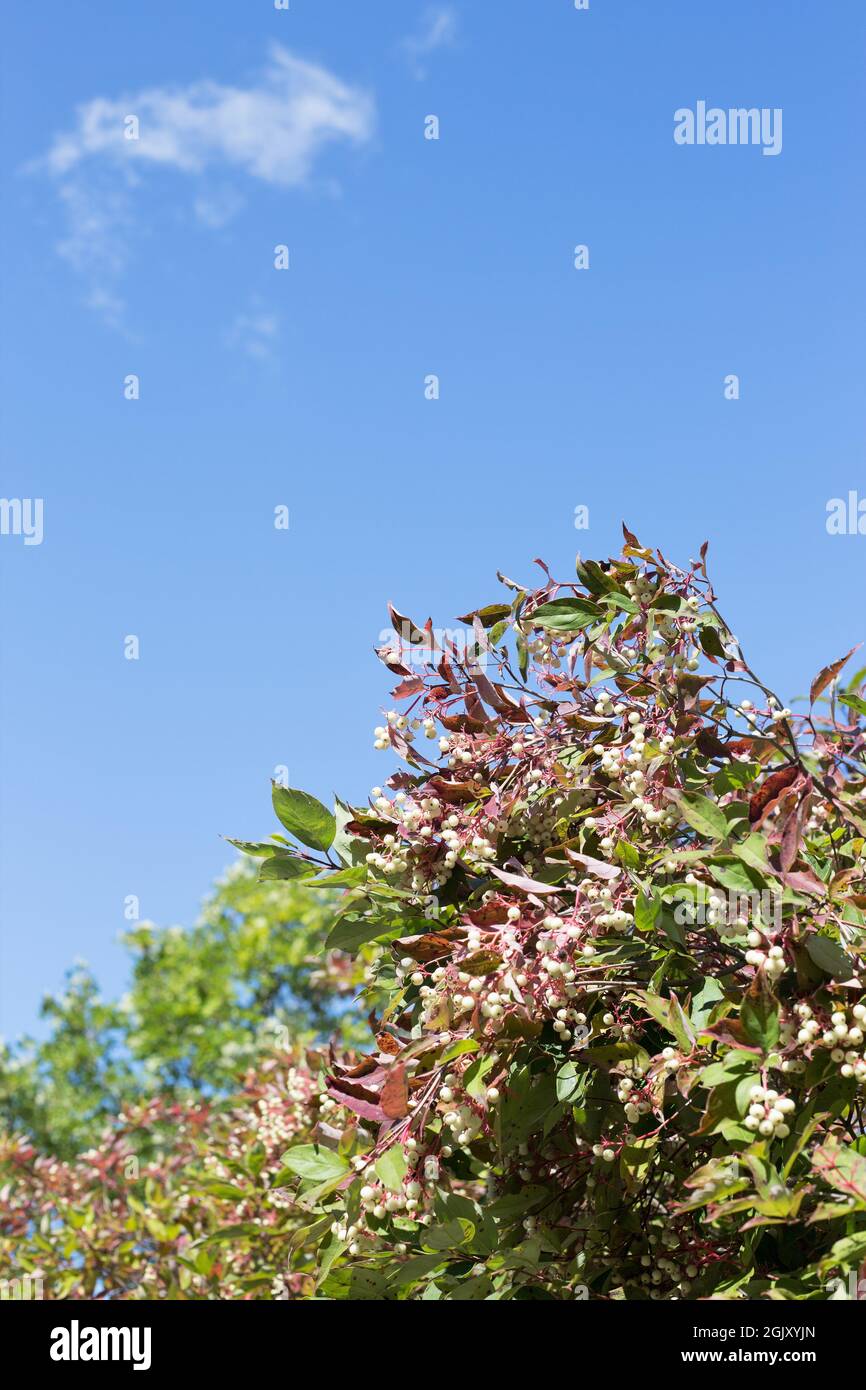 Cornus racemosa - gray dogwood shrub Stock Photo - Alamy