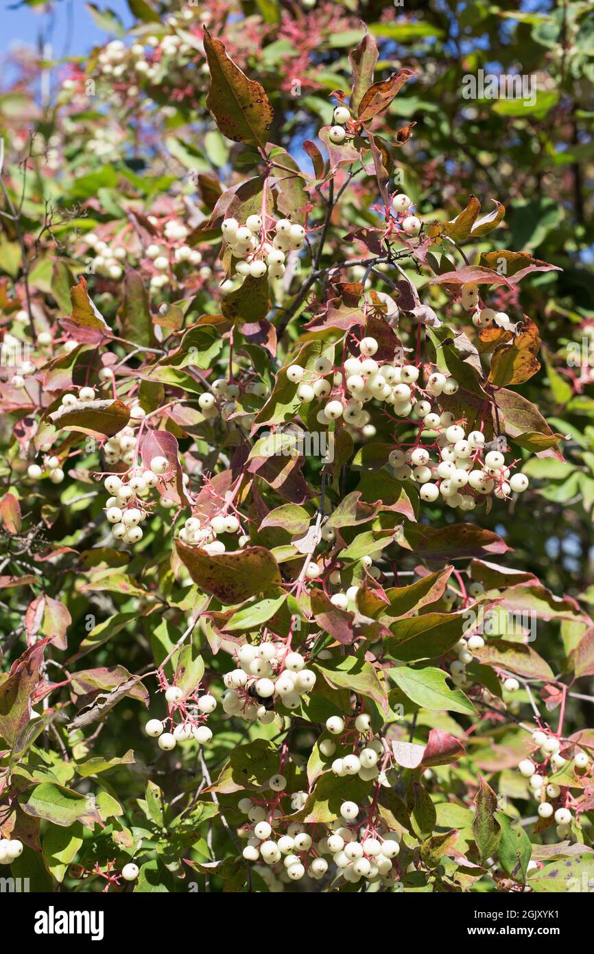 Cornus racemosa - gray dogwood shrub Stock Photo - Alamy