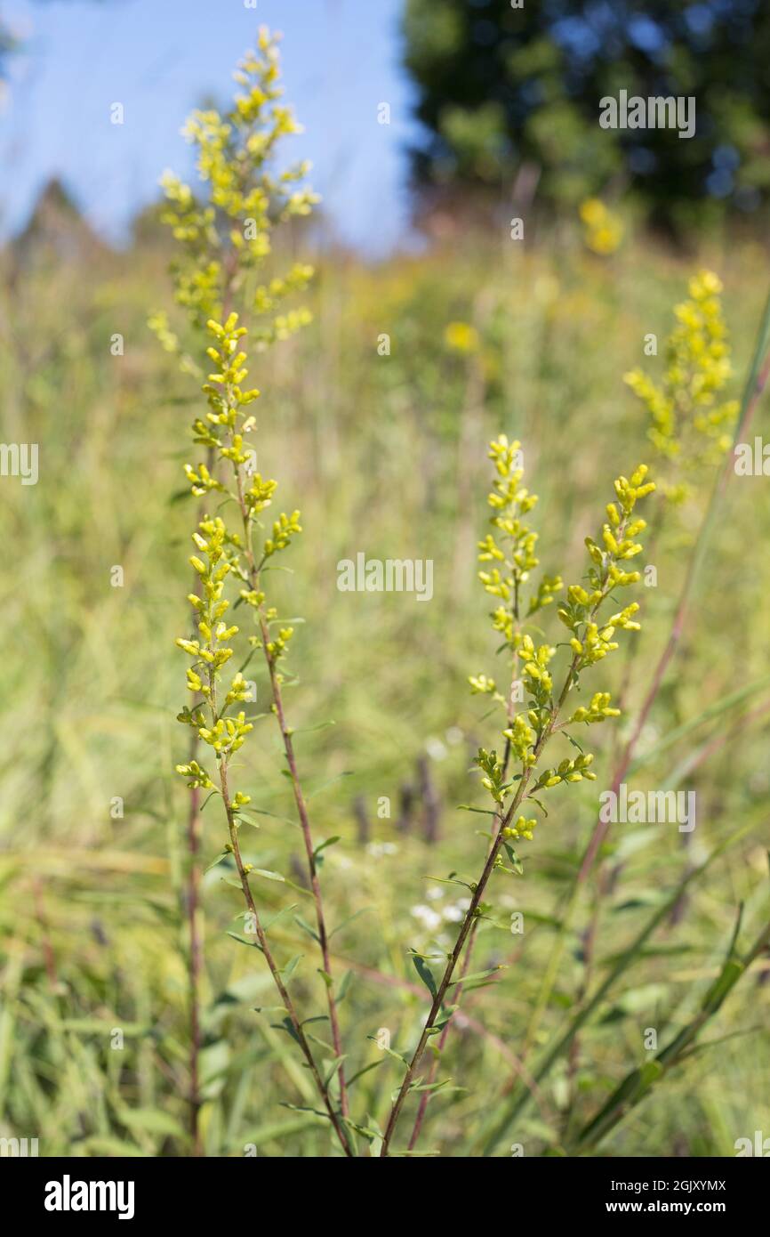 Solidago Erecta