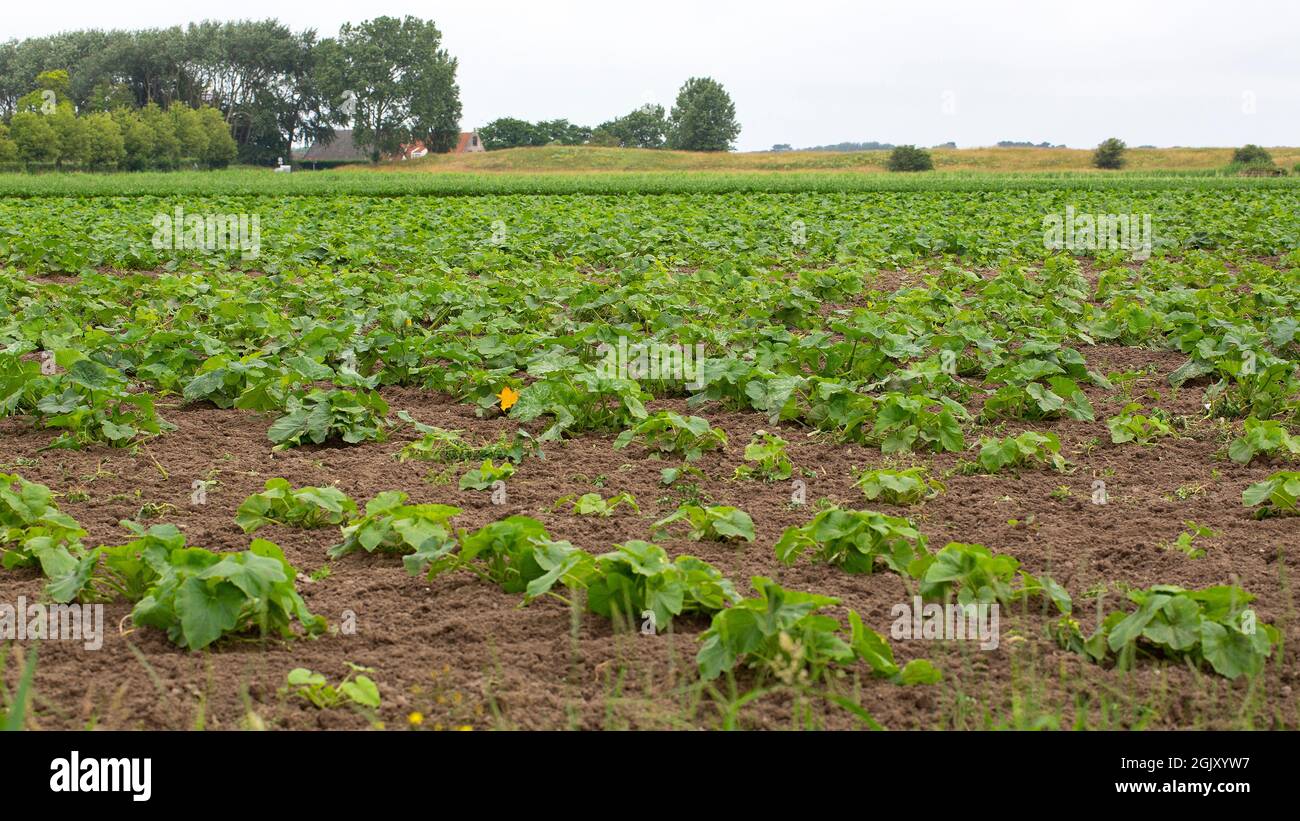 (field) (pumpkin) (plant) (summer) hi-res stock photography and images ...