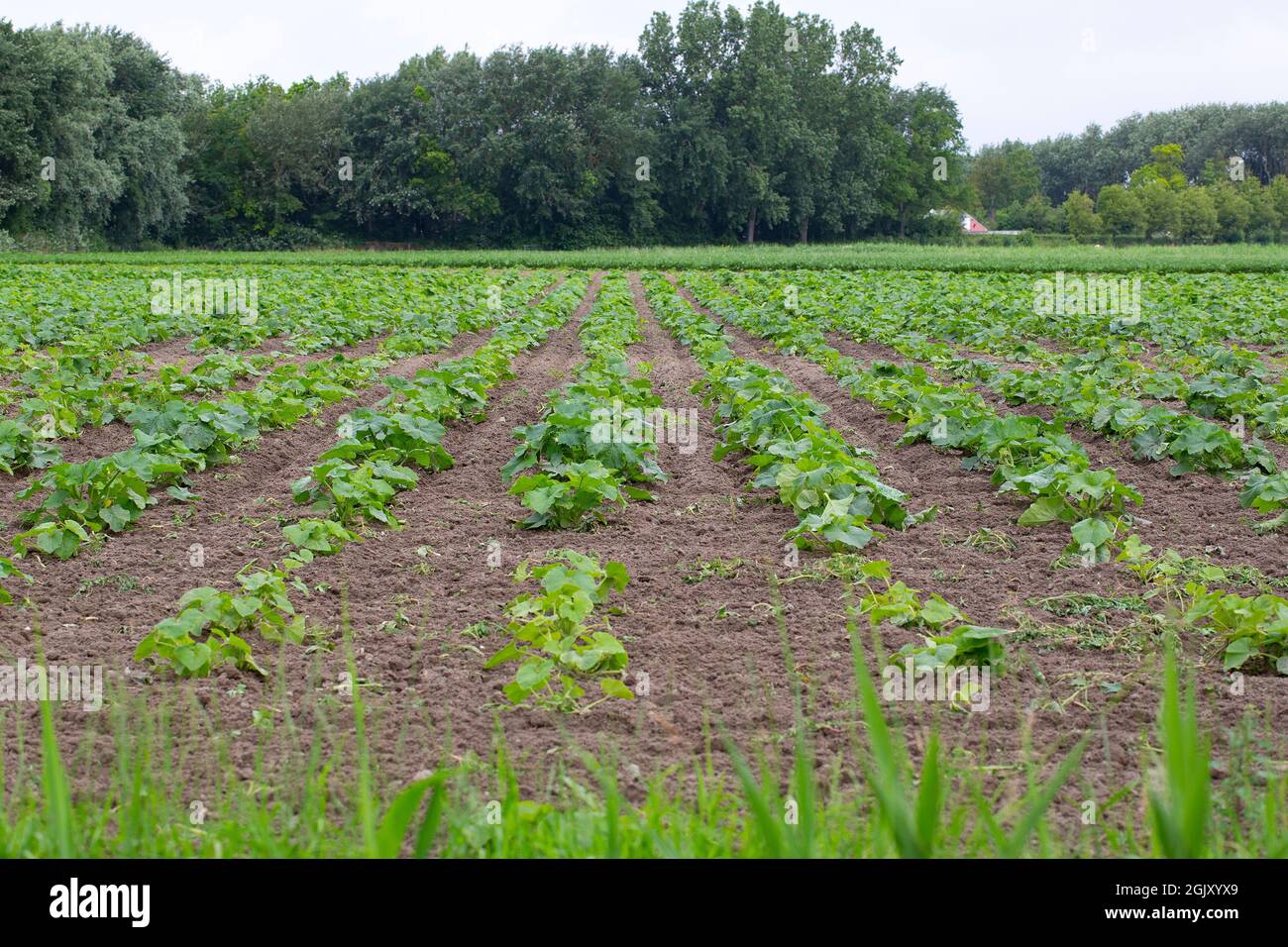 Green pumpkin plants hi-res stock photography and images - Alamy